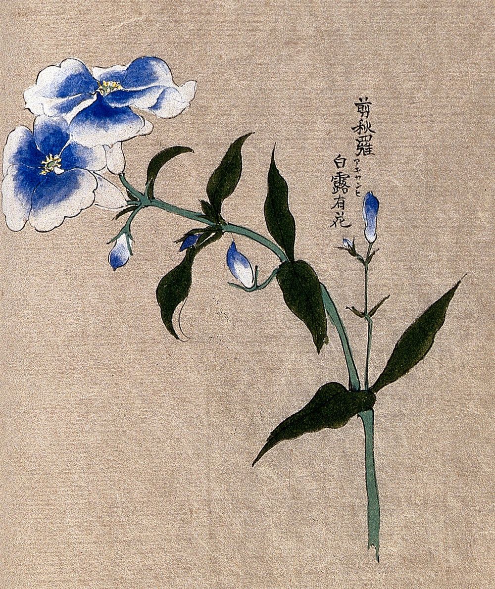 plant, possibly Apocynaceae family: flowering | Free Photo Illustration ...