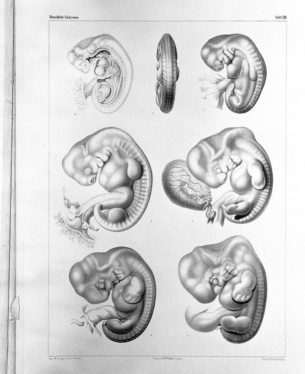 Anatomie menschlicher Embryonen / von | Free Photo Illustration - rawpixel