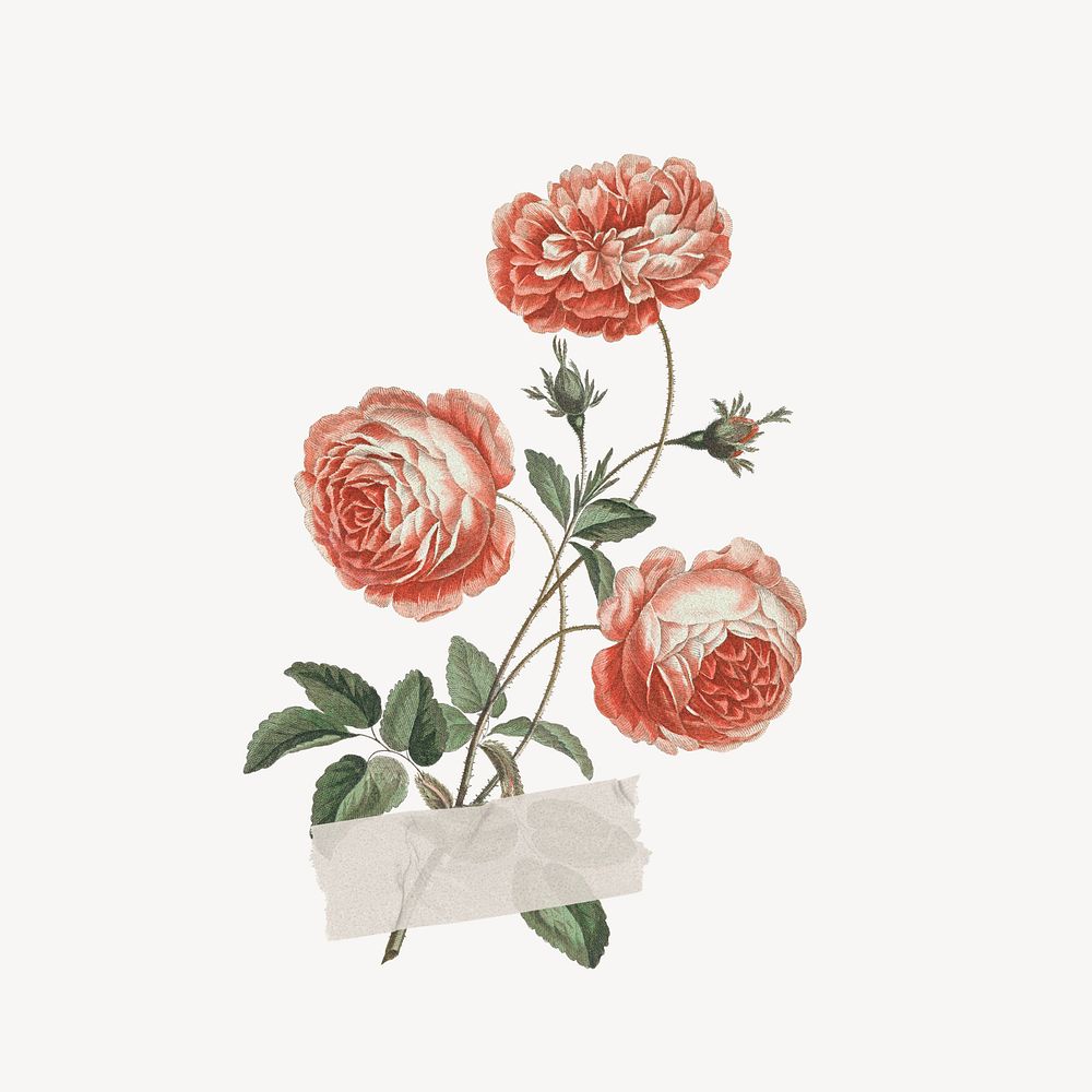 Pink wild rose flowers collage | Premium Photo Illustration - rawpixel