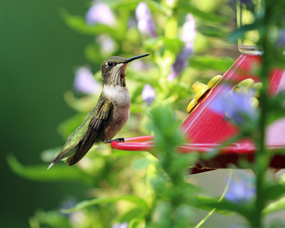 Woodlands Nature Station Land Lakes | Free Photo - rawpixel