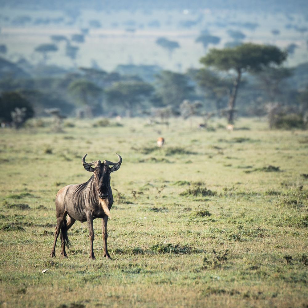 A lone Wildebeest stands on the grassland | Free Photo - rawpixel