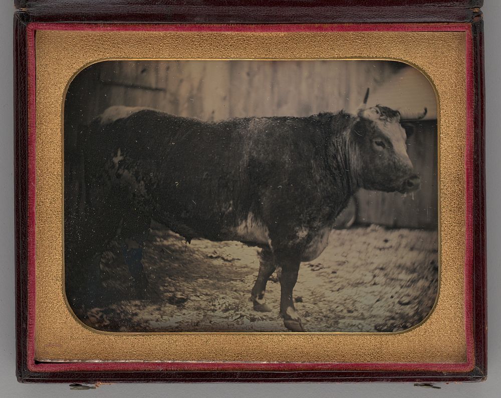 Untitled (Portrait of Bull) | Free Photo - rawpixel