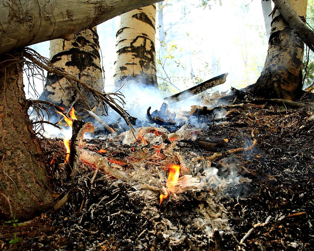 Fuels Management ProgressIn this photo | Free Photo - rawpixel