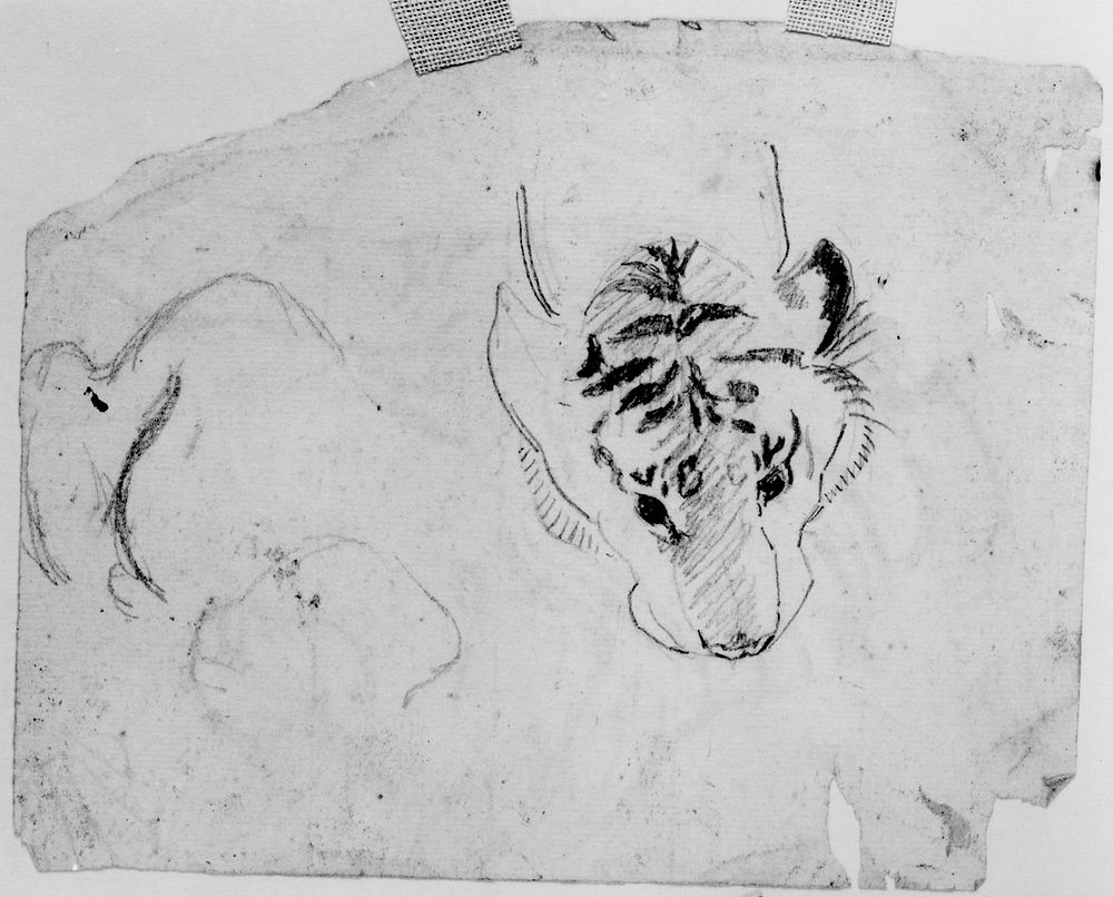 Head tiger;study tiger (19th century) | Free Photo Illustration - rawpixel