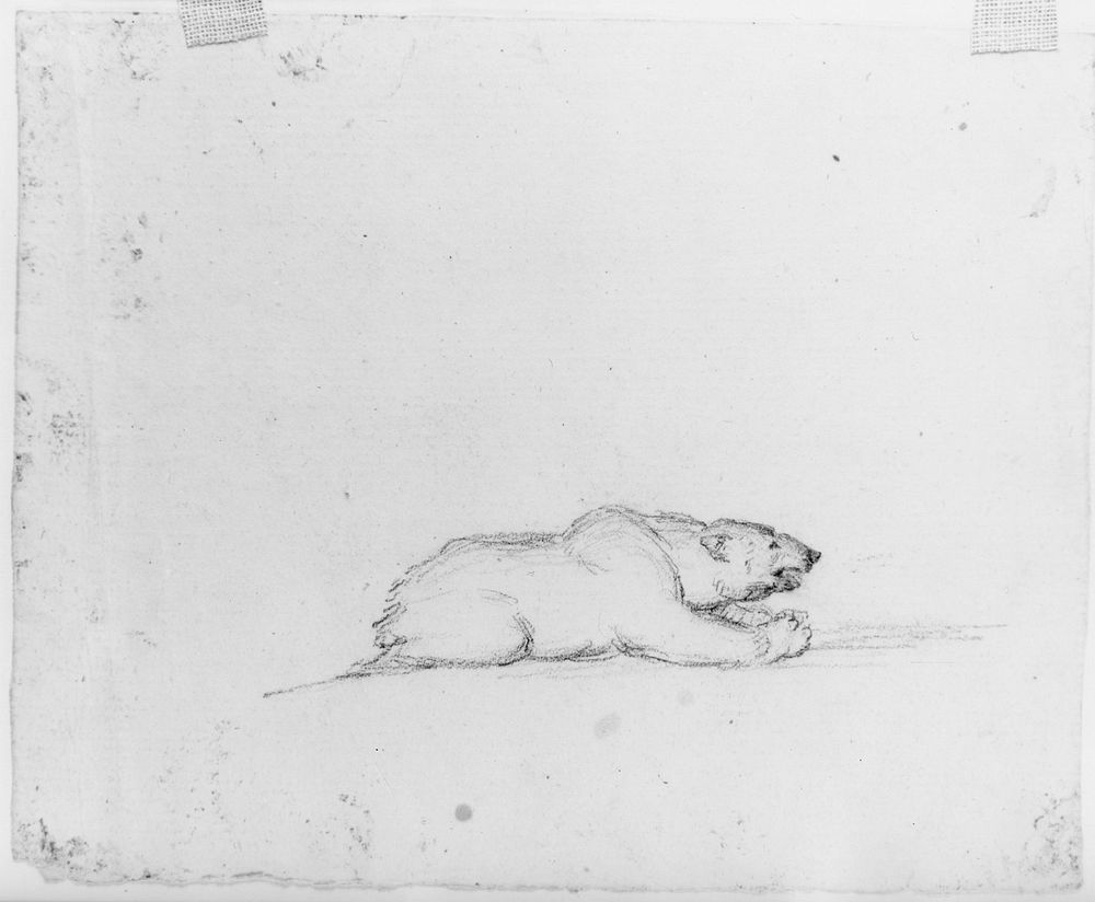 Studies tree trunks;crouching bear (19th | Free Photo Illustration ...