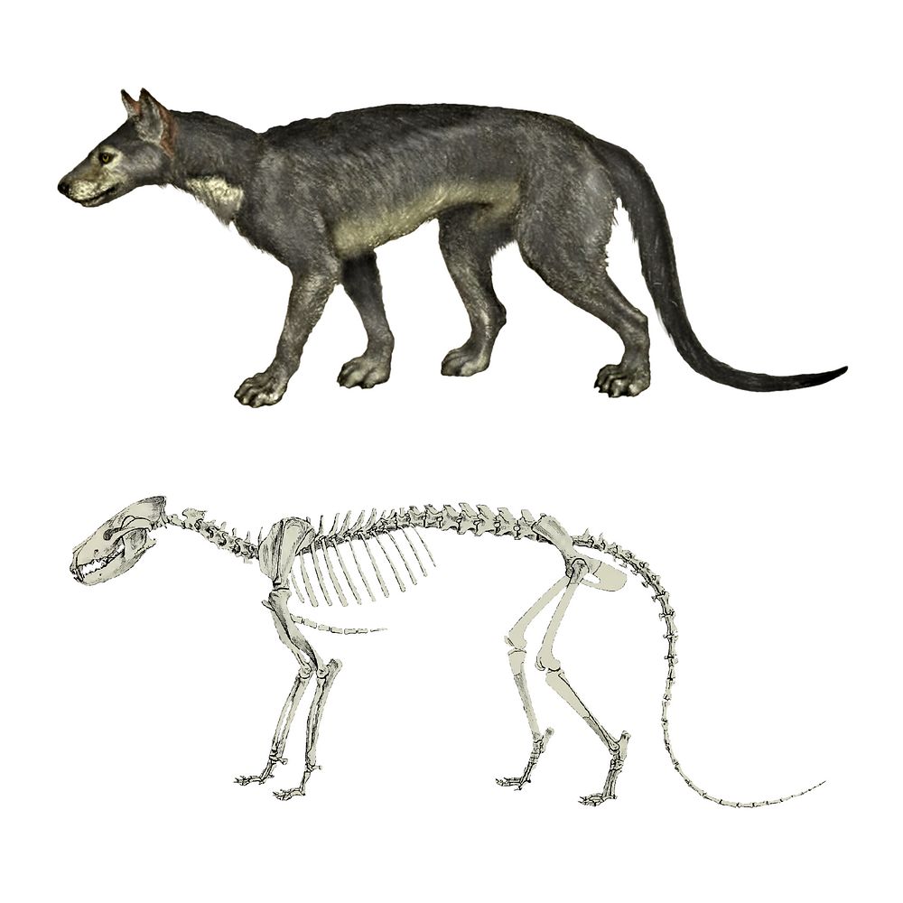 Restoration and skeleton Daphoenodon superbus | Free Photo - rawpixel