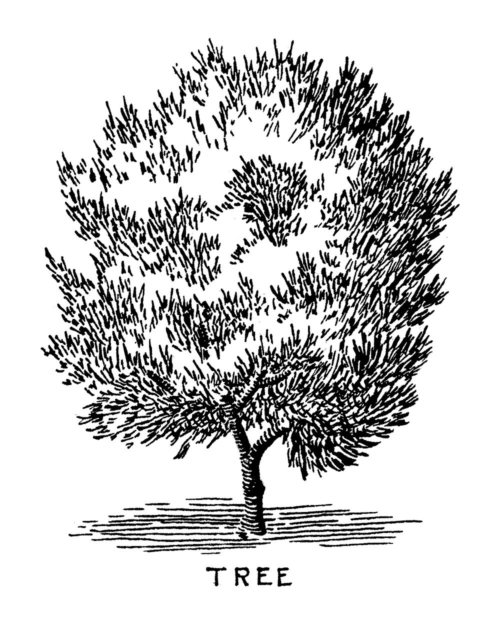 Mediterranean evergreen tree (Olea europaea | Free Photo - rawpixel