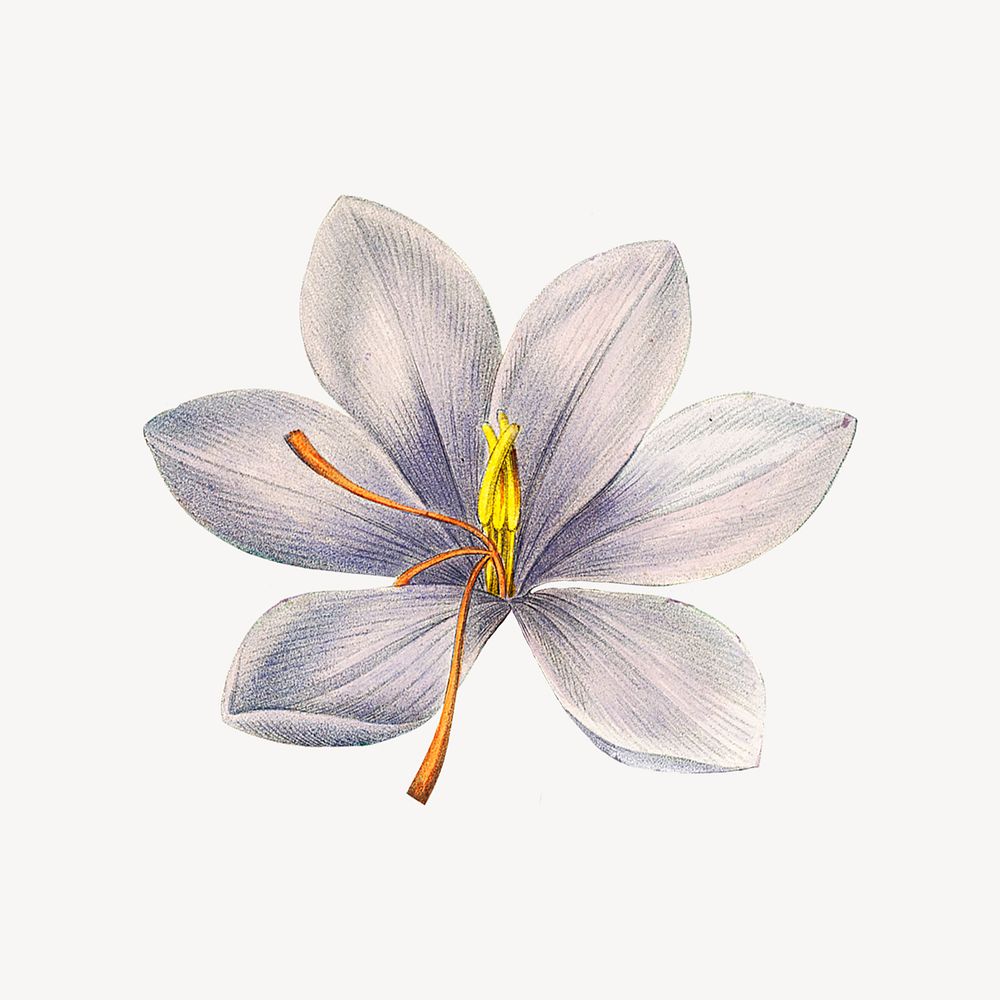 Vintage crocus flower illustration | Free Photo Illustration - rawpixel