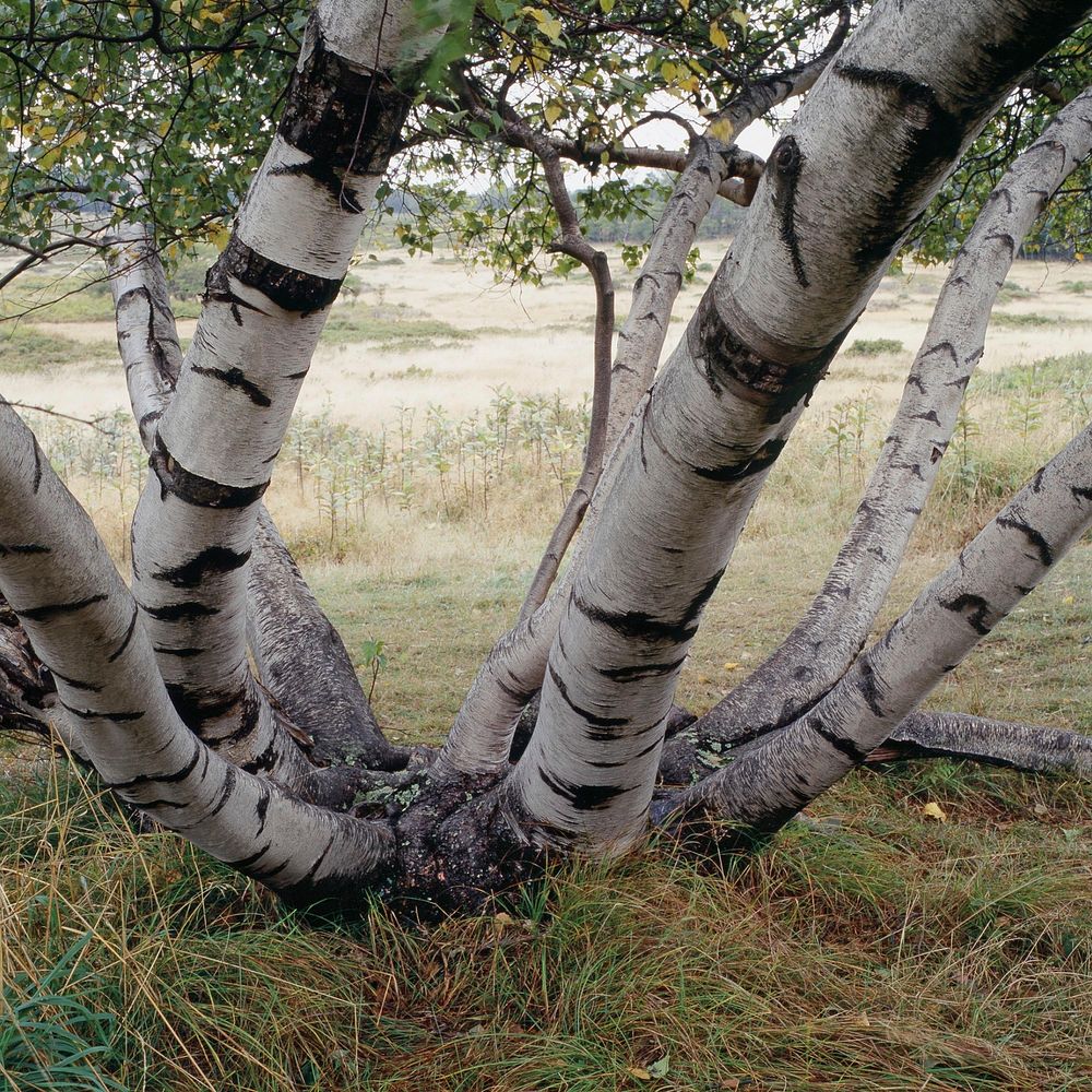 Birch tree. Free public domain | Free Photo - rawpixel