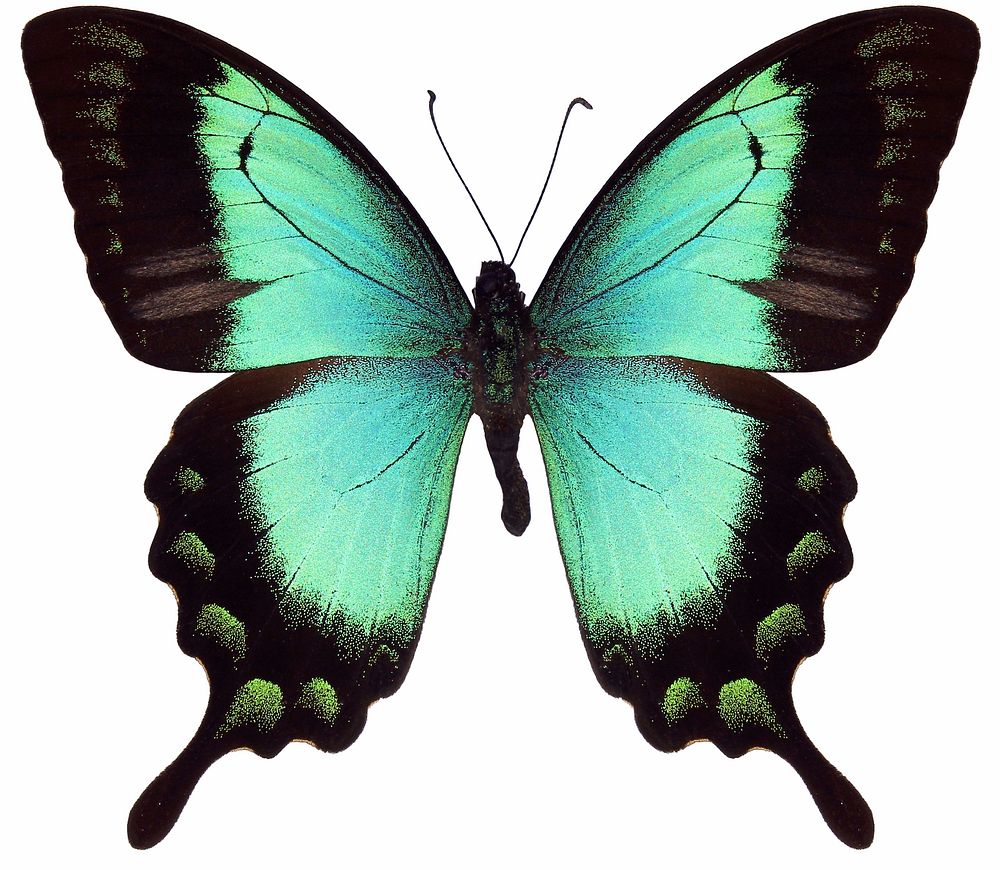 Butterfly | Free Photo - rawpixel