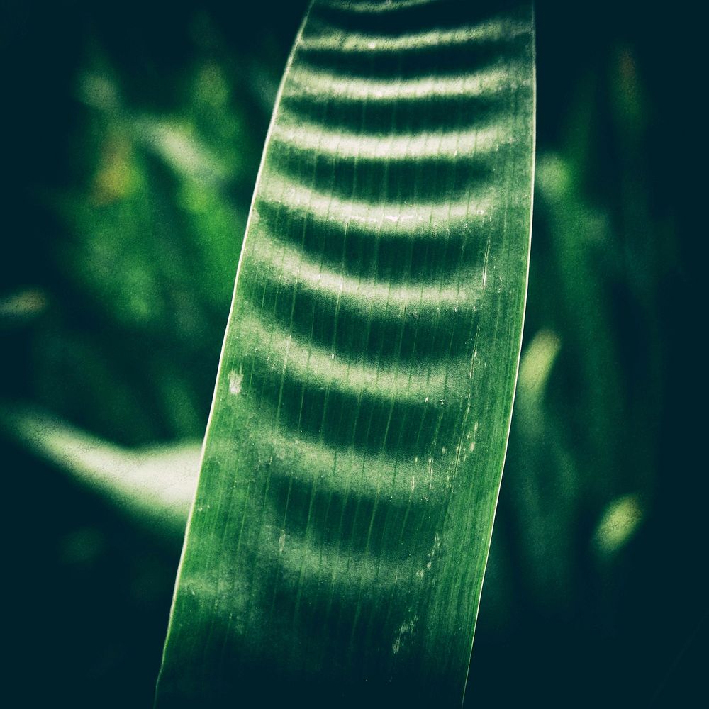 Green thing | Free Photo - rawpixel