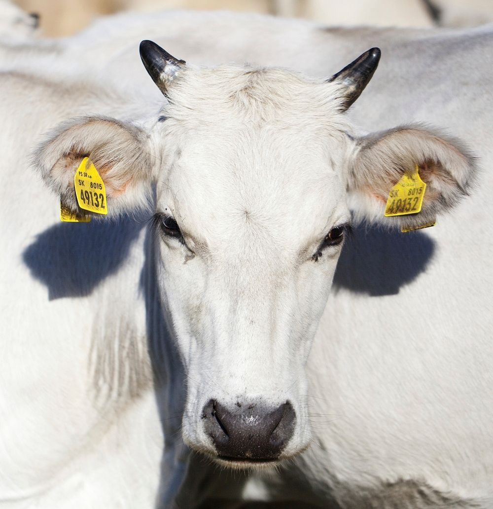 Charolais cow, livestock animal. Free | Free Photo - rawpixel