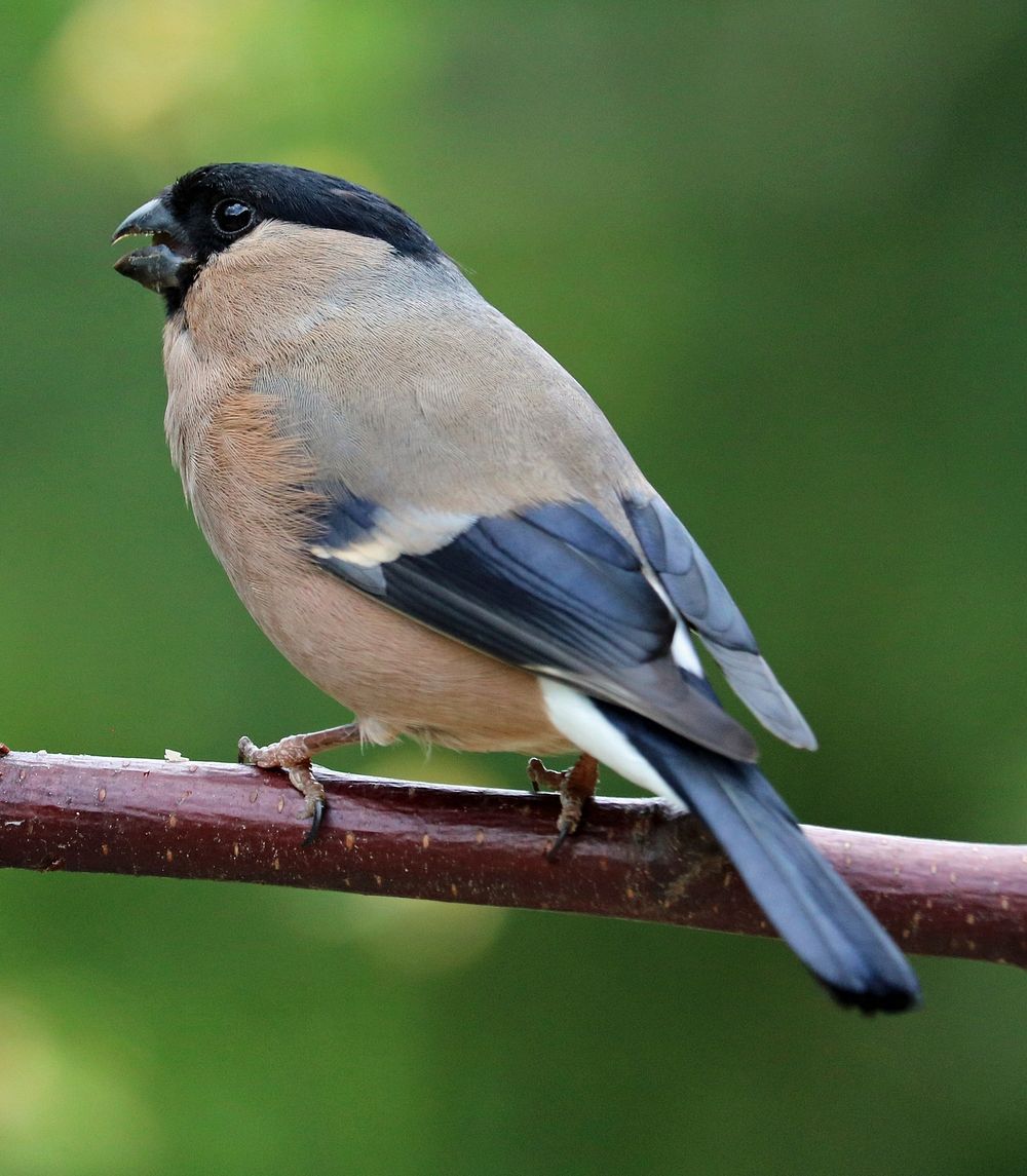 Eurasian bullfinch bird photo. Free | Free Photo - rawpixel