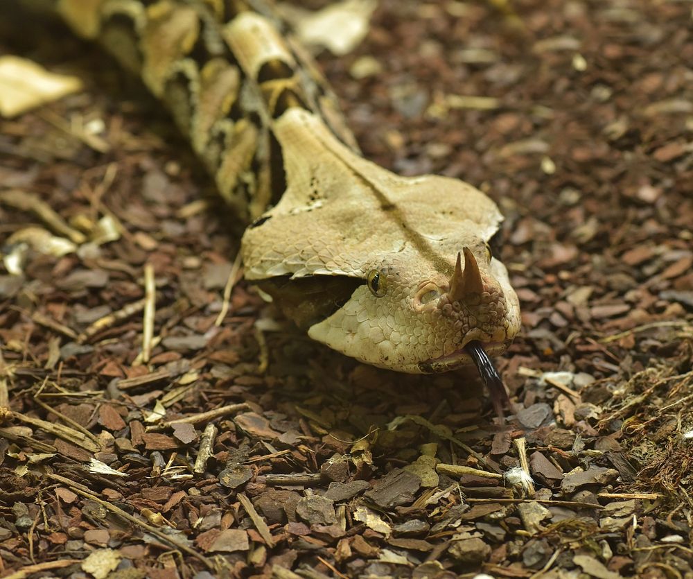 Gaboon viper snake. Free public | Free Photo - rawpixel