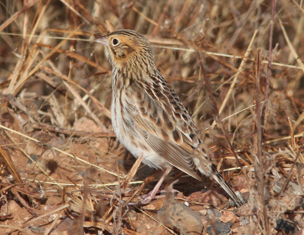 Sparrow bird, animal photography. Free | Free Photo - rawpixel
