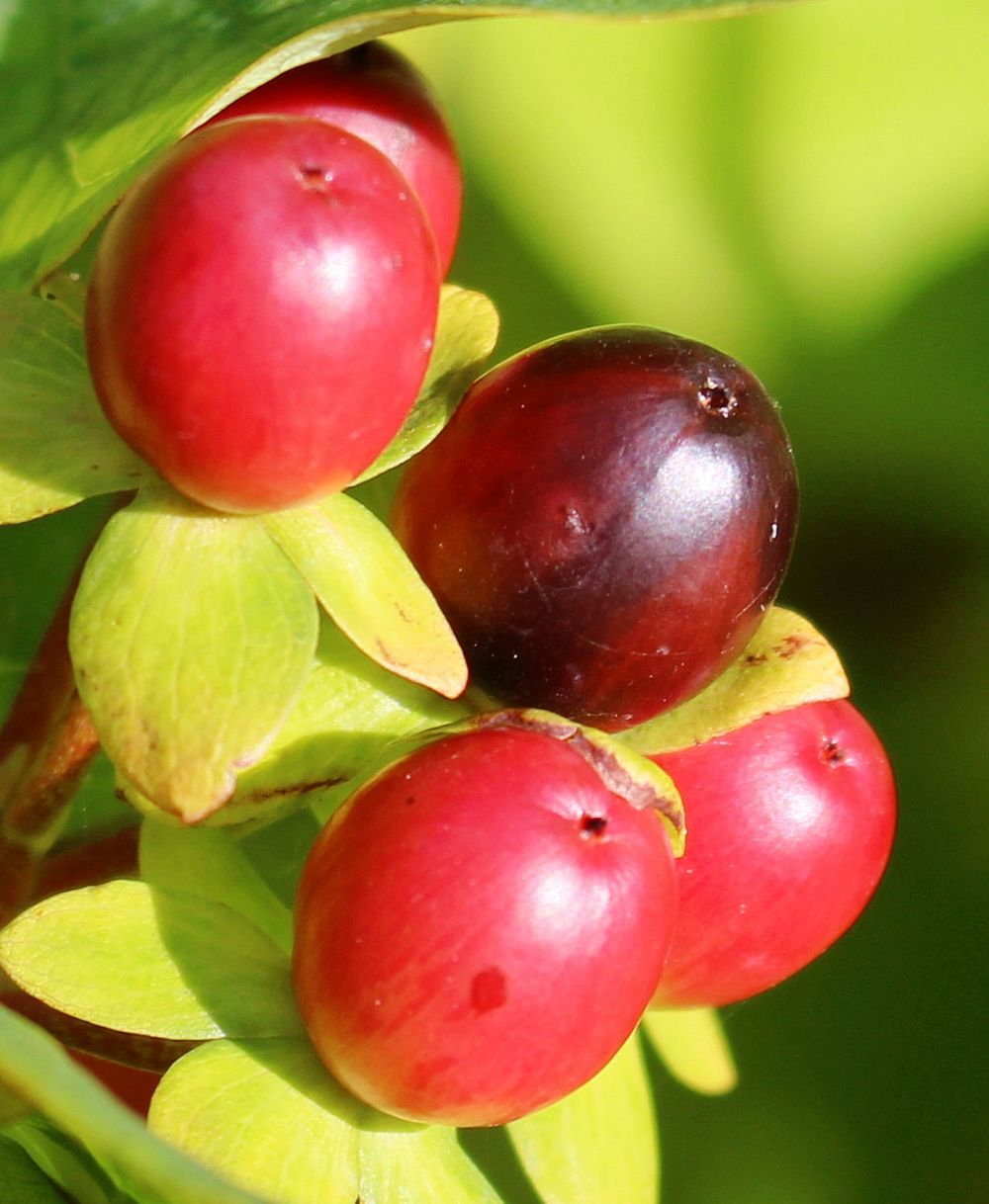 Red fruit growing tree. Free | Free Photo - rawpixel