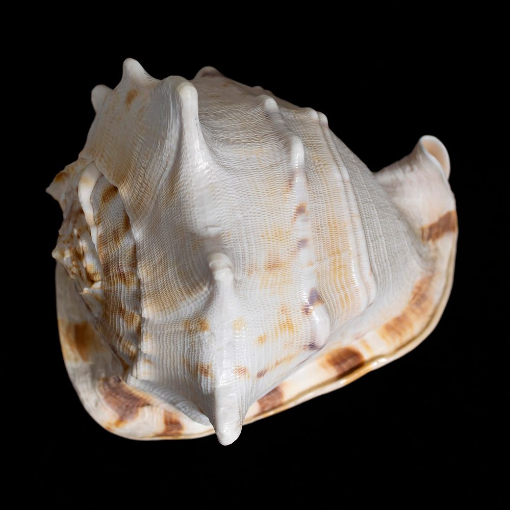 Free public domain CC0 photo | Free Photo - rawpixel