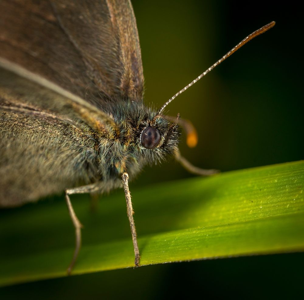 Free moth image, public domain | Free Photo - rawpixel