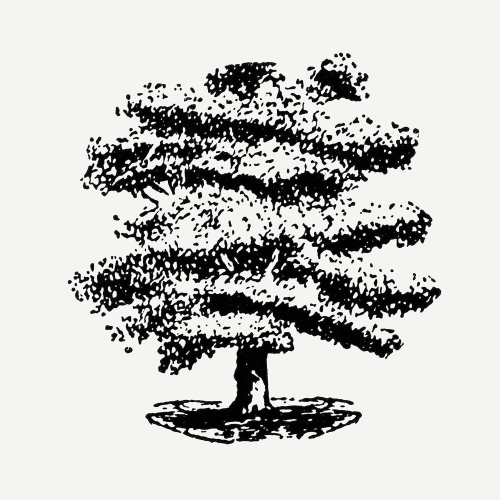 Hand drawn oak tree sticker, | Premium PSD - rawpixel