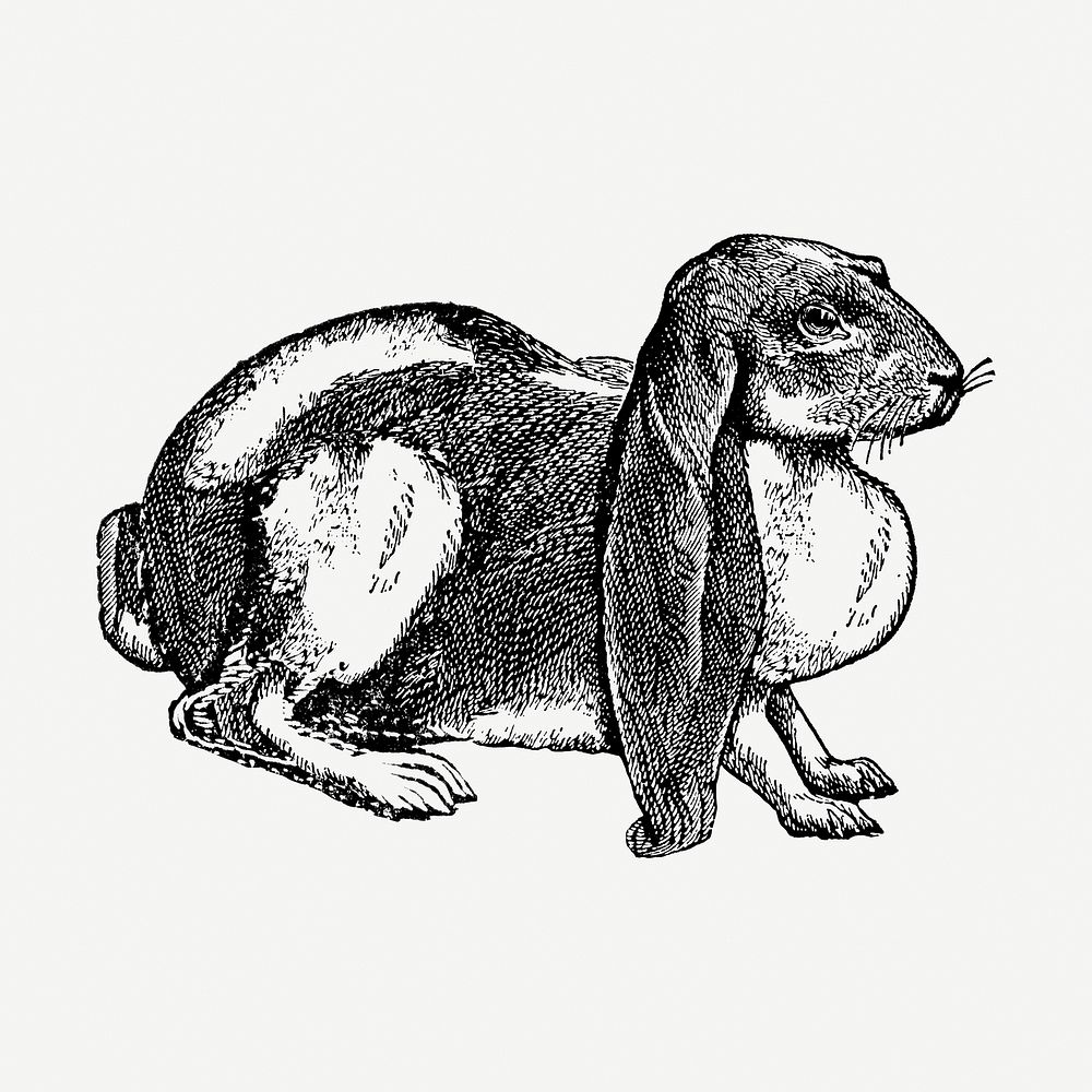 Loped Ear rabbit hand drawn | Premium Photo Illustration - rawpixel