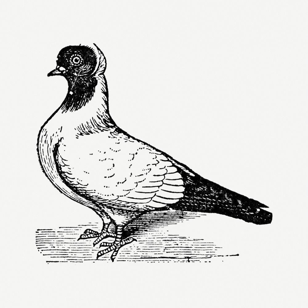 Nun pigeon hand drawn illustration, | Premium Photo Illustration - rawpixel