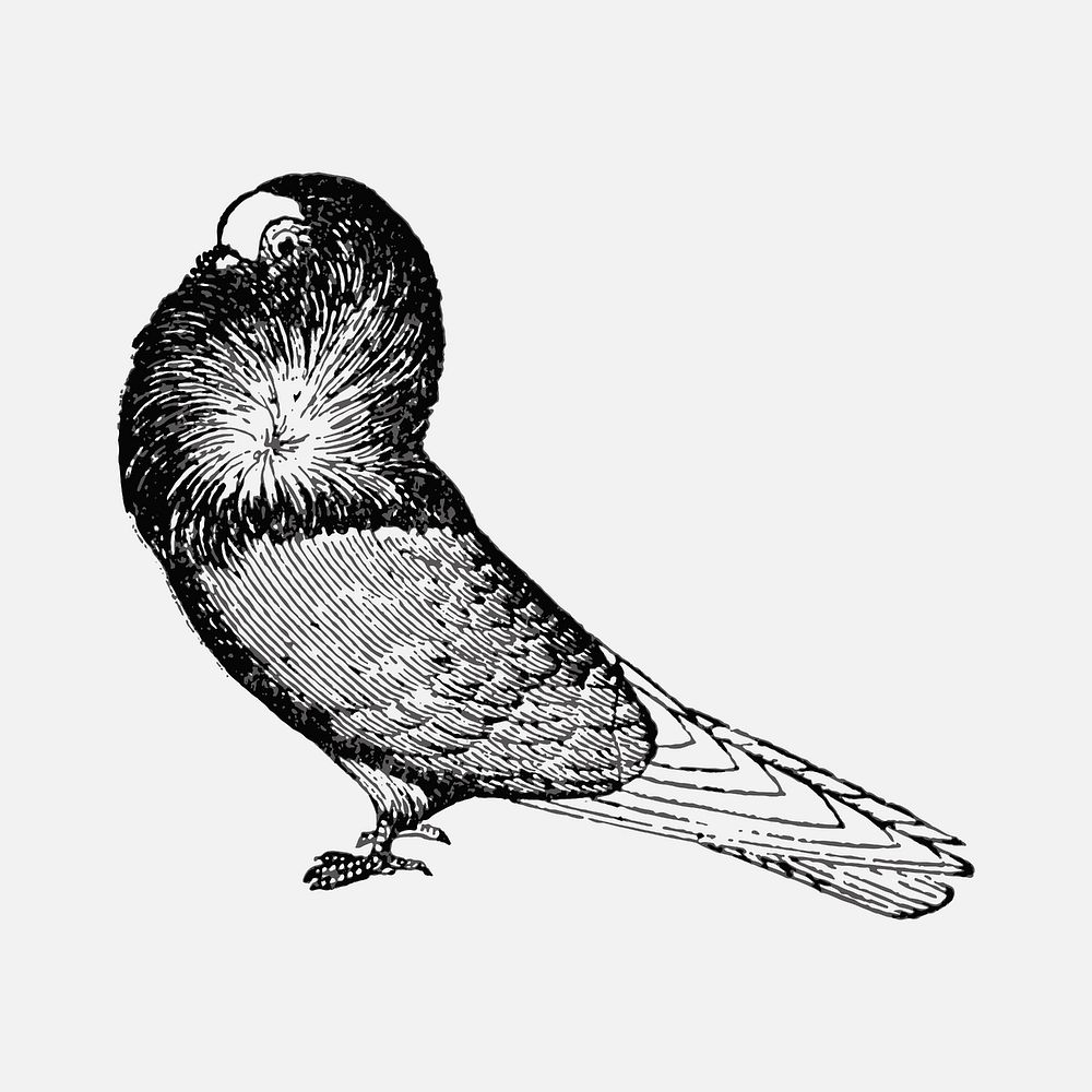 Jacobin pigeon clipart, black ink | Premium Vector Illustration - rawpixel