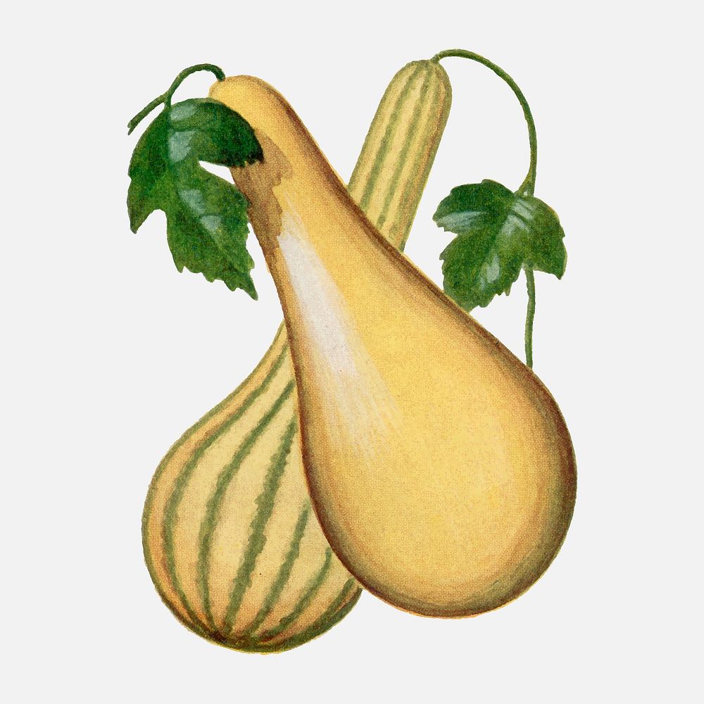 Gourd clip art, vintage watercolor | Premium Vector Illustration - rawpixel