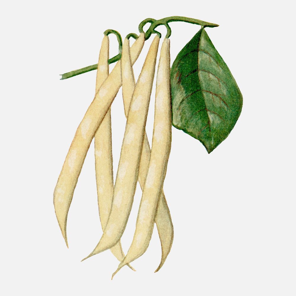 Beans clip art, vintage watercolor | Premium Vector Illustration - rawpixel