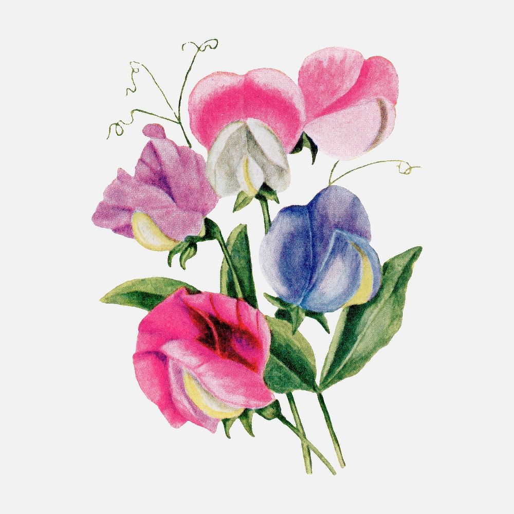Sweet peas flower sticker, vintage | Premium Vector Illustration - rawpixel