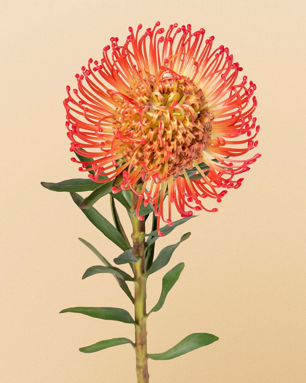 Beautiful blooming red pincushion flower | Free Photo - rawpixel