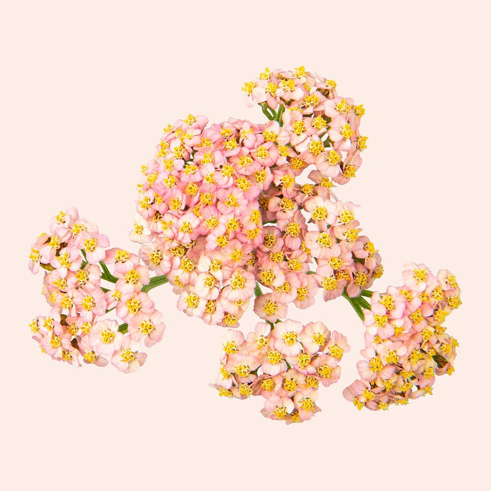 Pink yarrow flower, collage element | Premium PSD - rawpixel