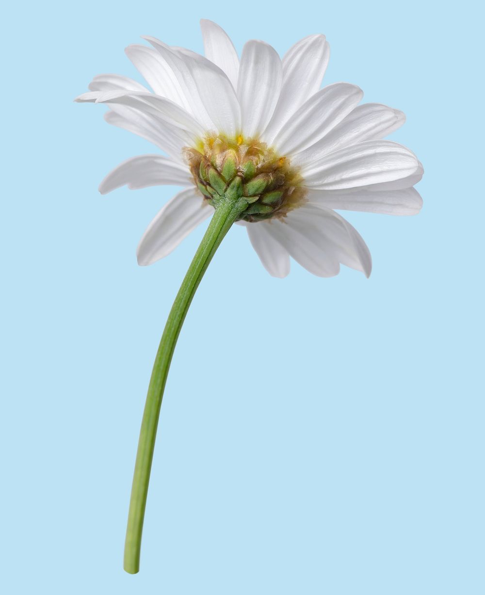 White daisy, collage element psd | Premium PSD - rawpixel