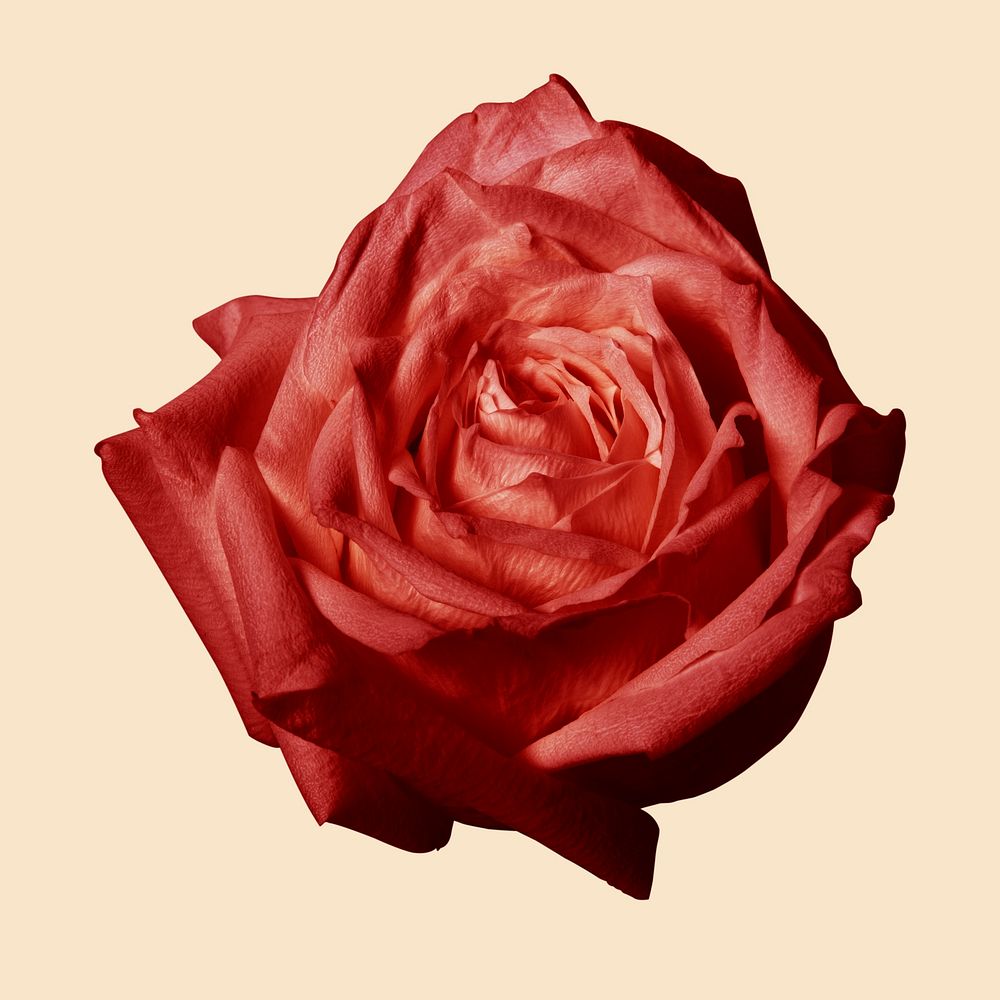 Red rose, collage element psd | Premium PSD - rawpixel