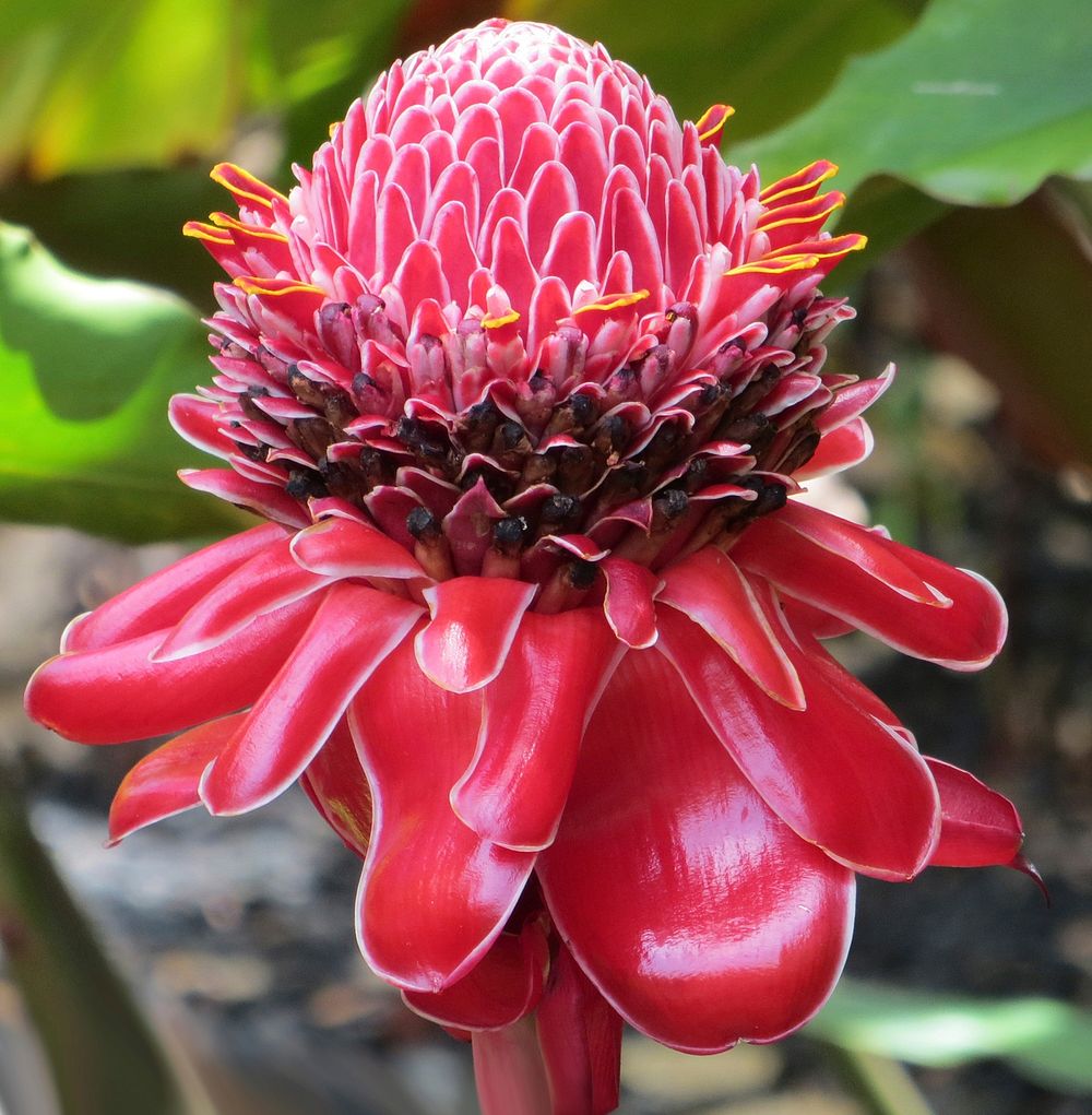 Ginger Torch Images | Free Photos, PNG Stickers, Wallpapers ...