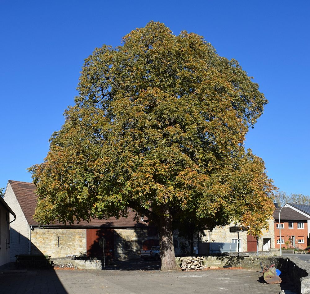 Big giant tree. Free public | Free Photo - rawpixel