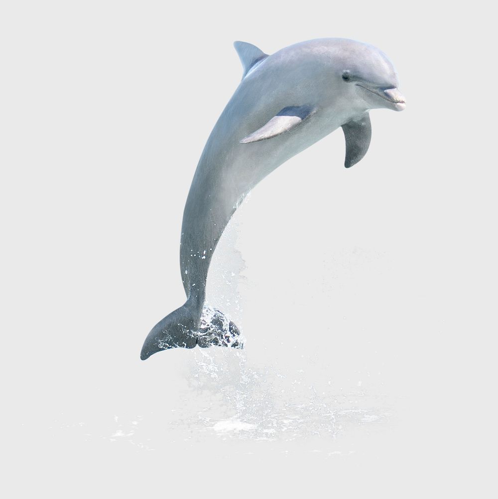 Jumping dolphin, isolated sea animal | Premium Photo - rawpixel