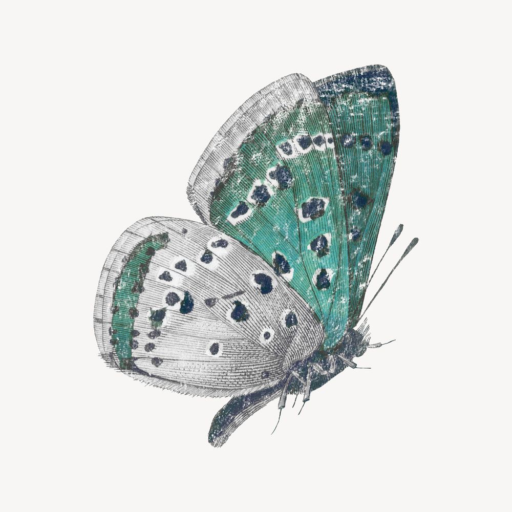 Flying butterfly graphic, aesthetic insect | Premium Photo - rawpixel