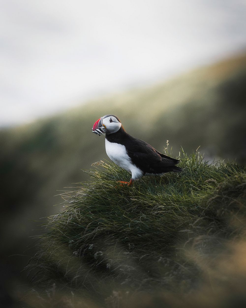 Closeup of a puffin with fish | Free Photo - rawpixel