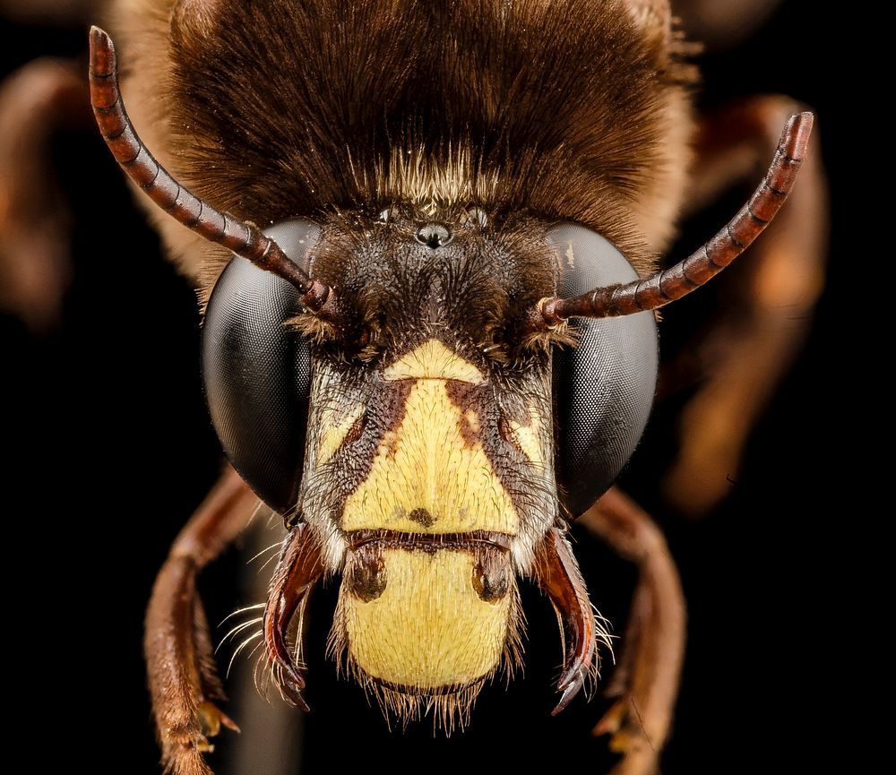 Bee big 3 color, m, | Free Photo - rawpixel