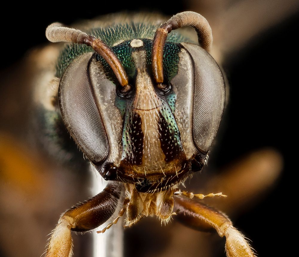 Palaeorhiza species, f, Papau New | Free Photo - rawpixel