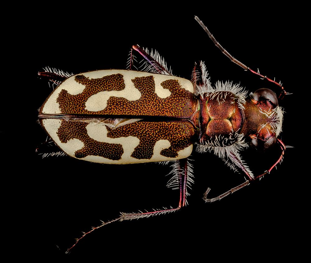 Tiger, eastern neck nwr, back | Free Photo - rawpixel