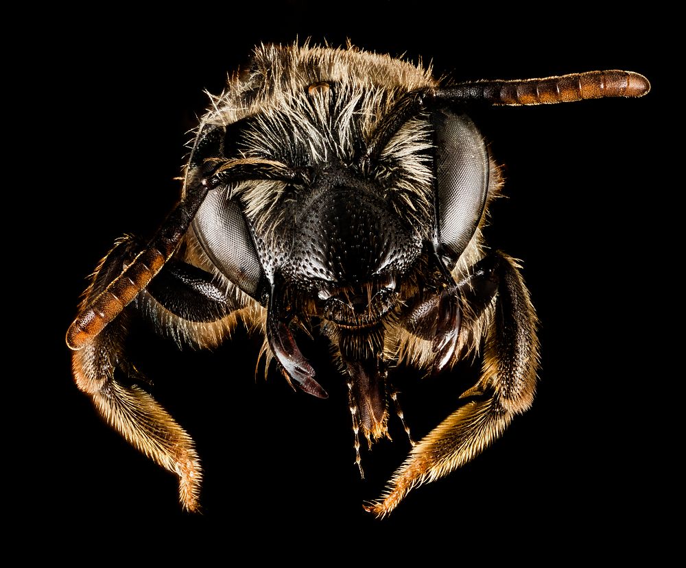 Andrena hybrida, F, Face, Greece, | Free Photo - rawpixel