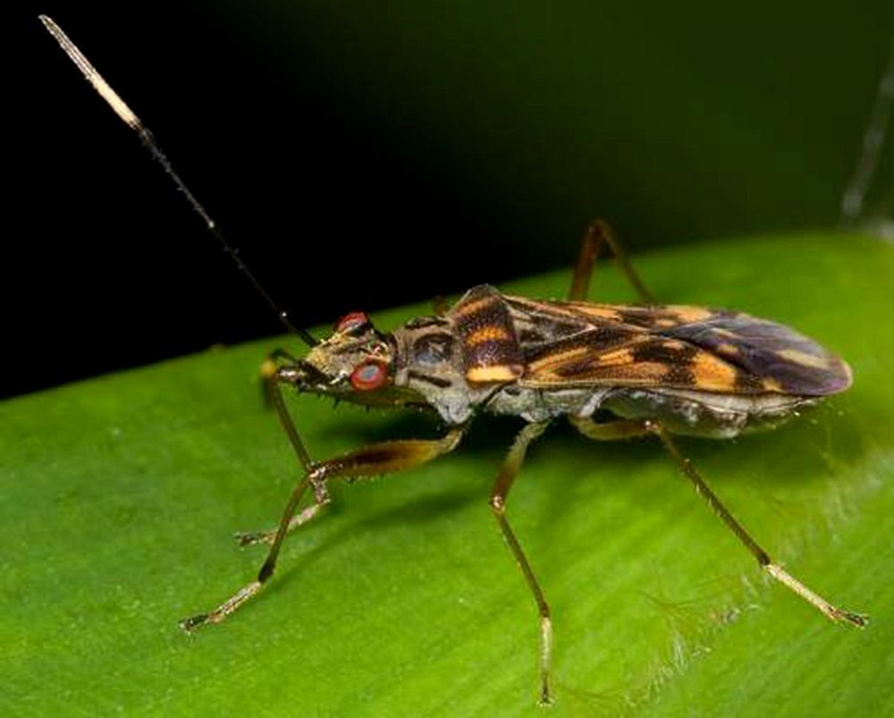 First-in-Port Pest on Rambutan Discovered | Free Photo - rawpixel