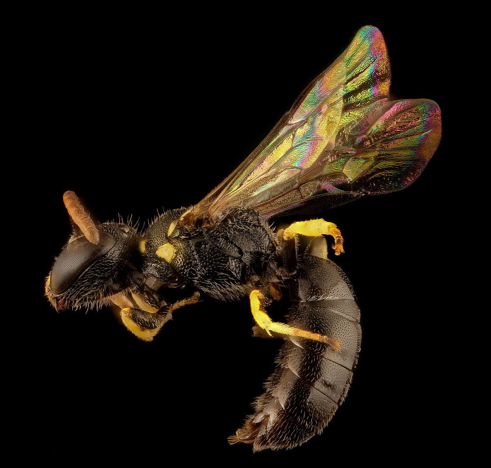 Hylaeus pictipes, m, left side, | Free Photo - rawpixel