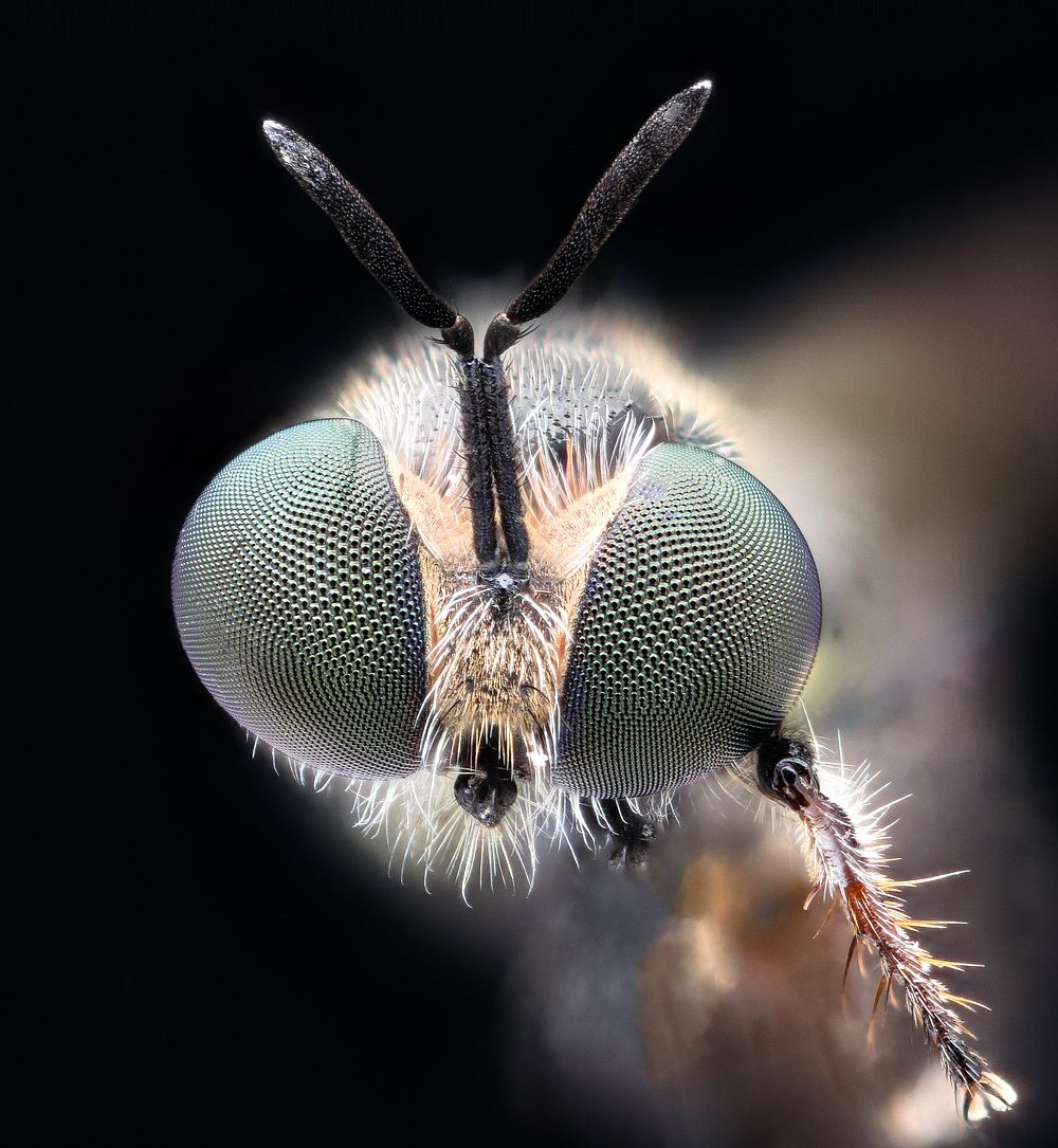 Small fly, face | Free Photo - rawpixel
