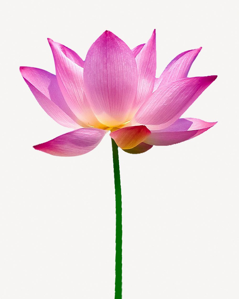 Pink lotus flower collage element | Premium PSD - rawpixel