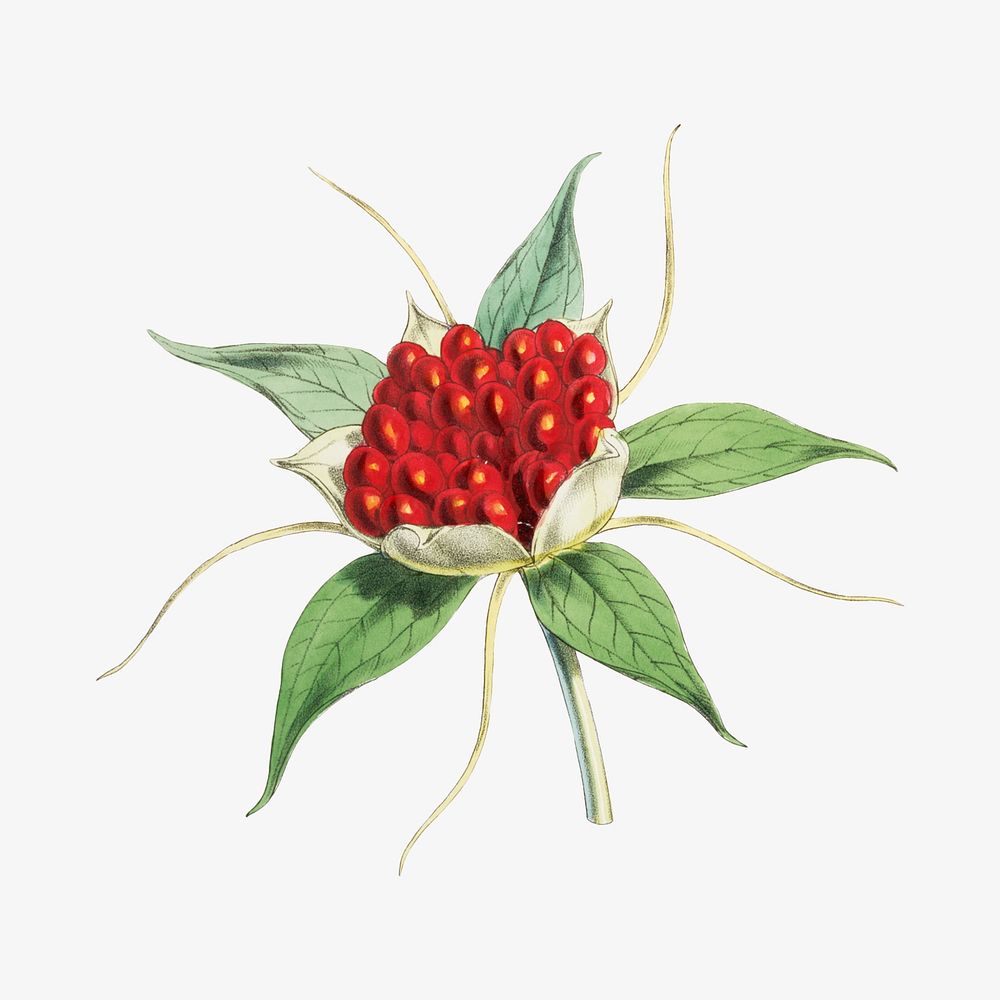 Paris Polyphylla, Smith flower, vintage | Free Photo Illustration ...