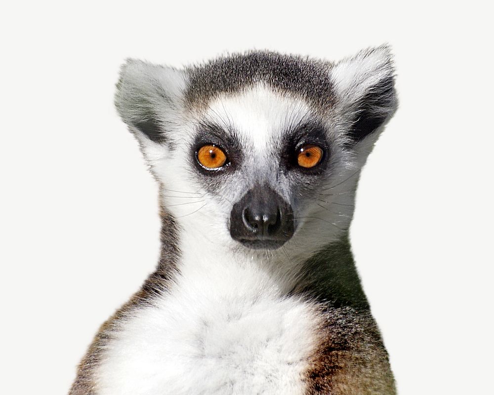 Ring-tailed lemur, wild animal collage | Premium PSD - rawpixel