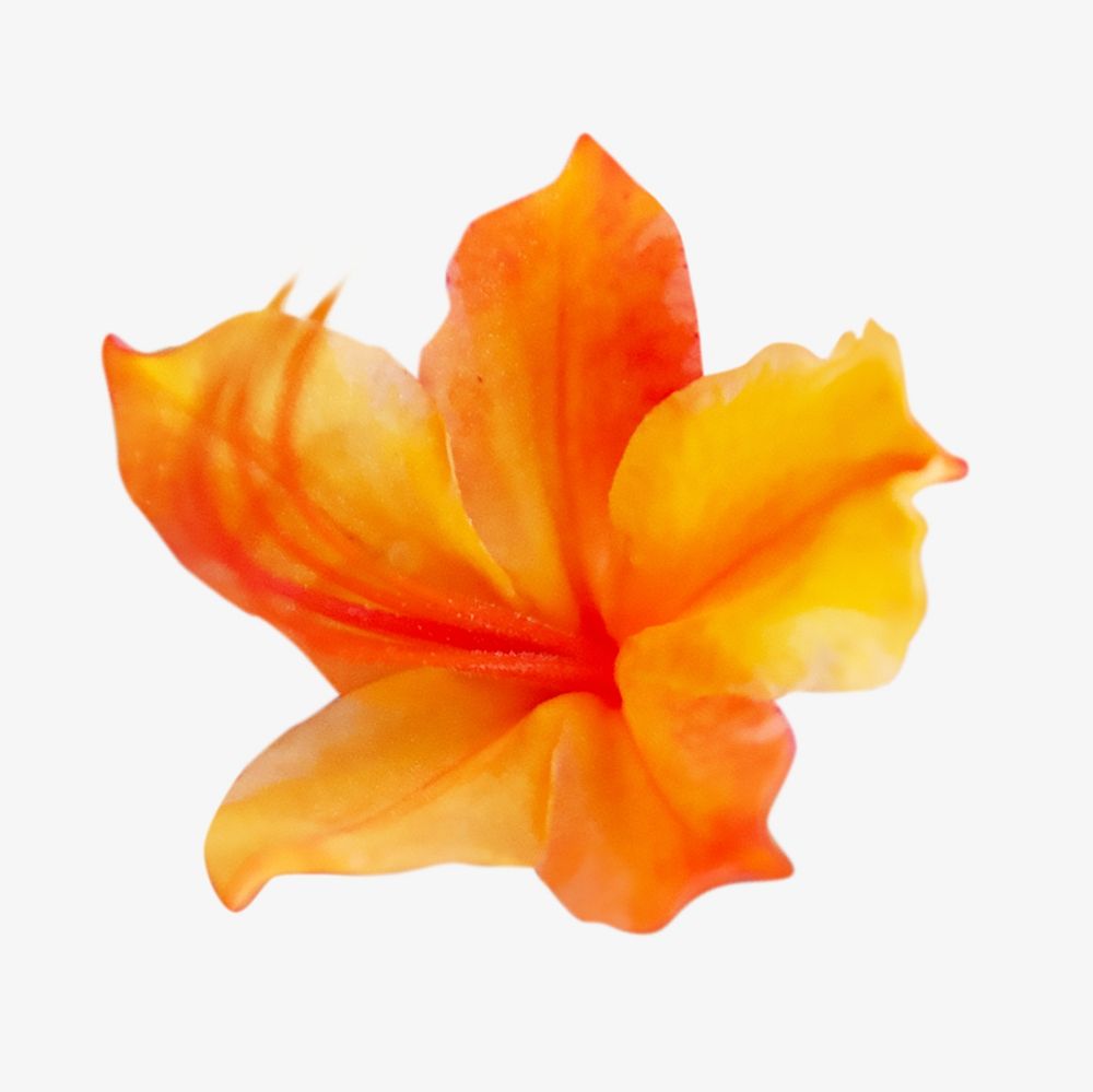 Native azalea flower, isolated botanical | Free Photo - rawpixel