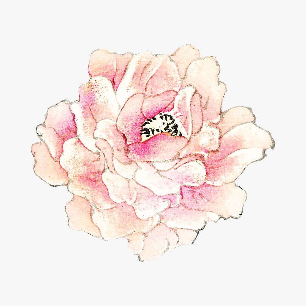 Vintage pink rose illustration isolated | Premium Photo Illustration ...